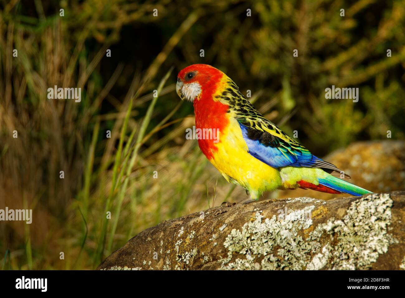 Eastern rosella - Platycercus eximius is a rosella native to southeast ...