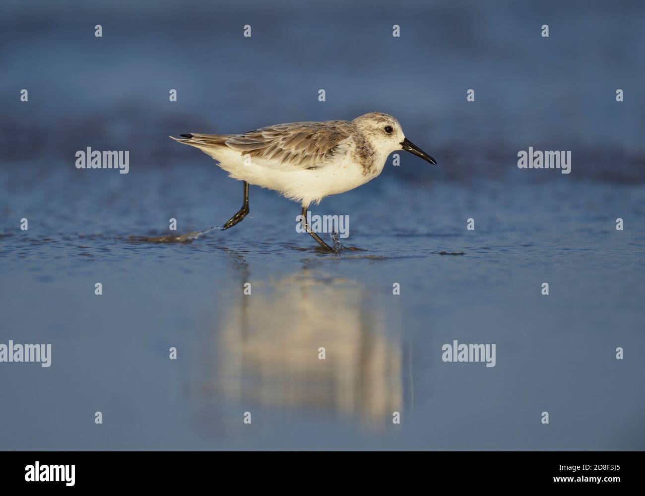 Sanderling running shoreline hi-res stock photography and images - Alamy