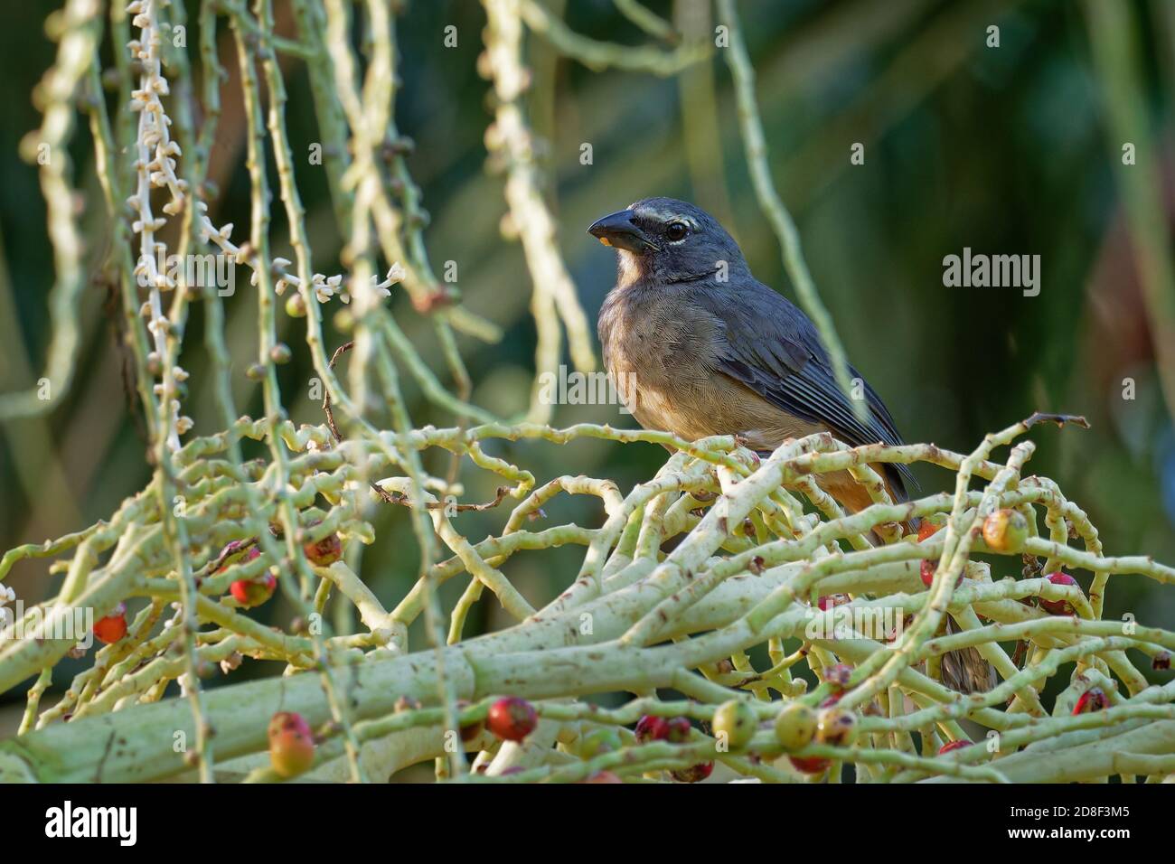 Greyish Saltator - Saltator coerulescens seed-eating songbird from the ...