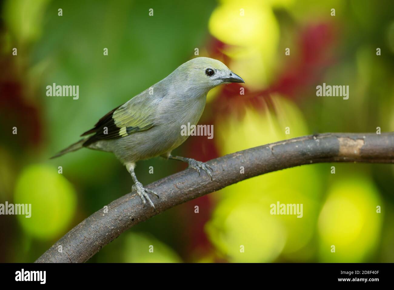 National flower of bolivia hi-res stock photography and images - Alamy