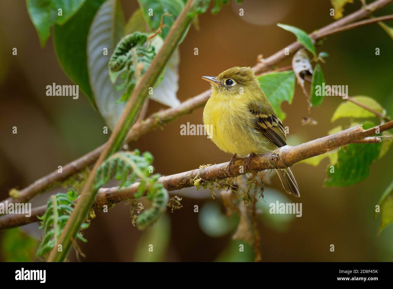 Flavescens flaviventris hi-res stock photography and images - Alamy
