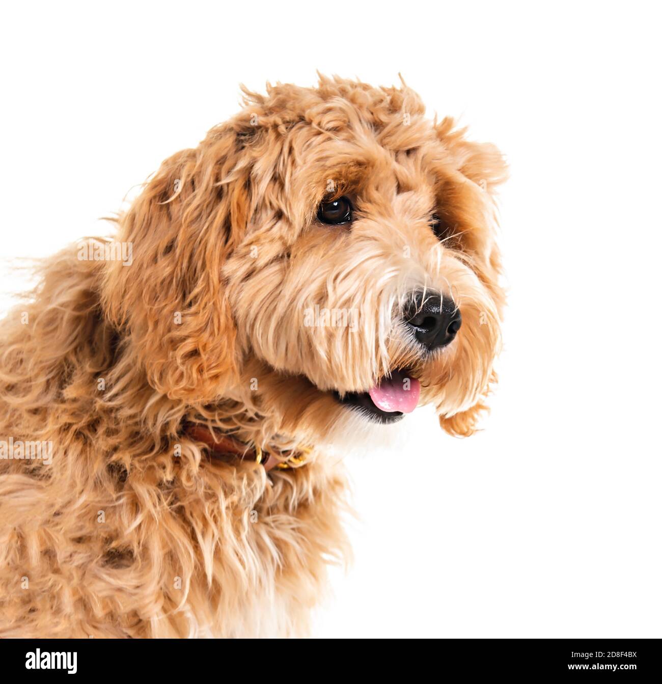 Golden Labradoodle dog isolated on white background Stock Photo - Alamy