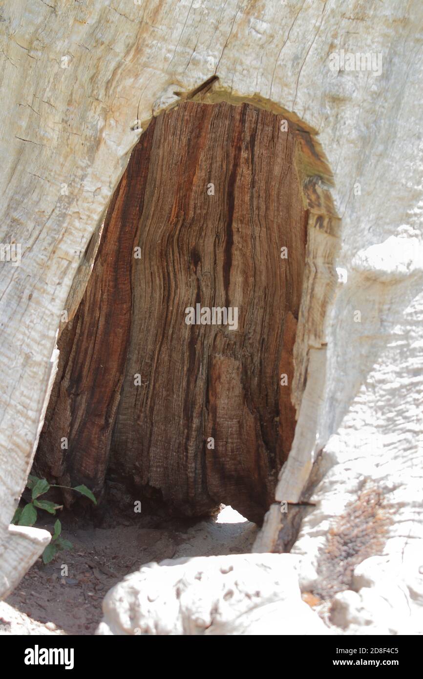 Fox tree den hi-res stock photography and images - Alamy