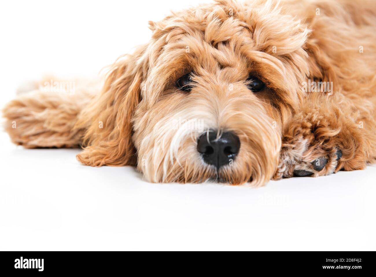 Golden Labradoodle dog isolated on white background Stock Photo - Alamy