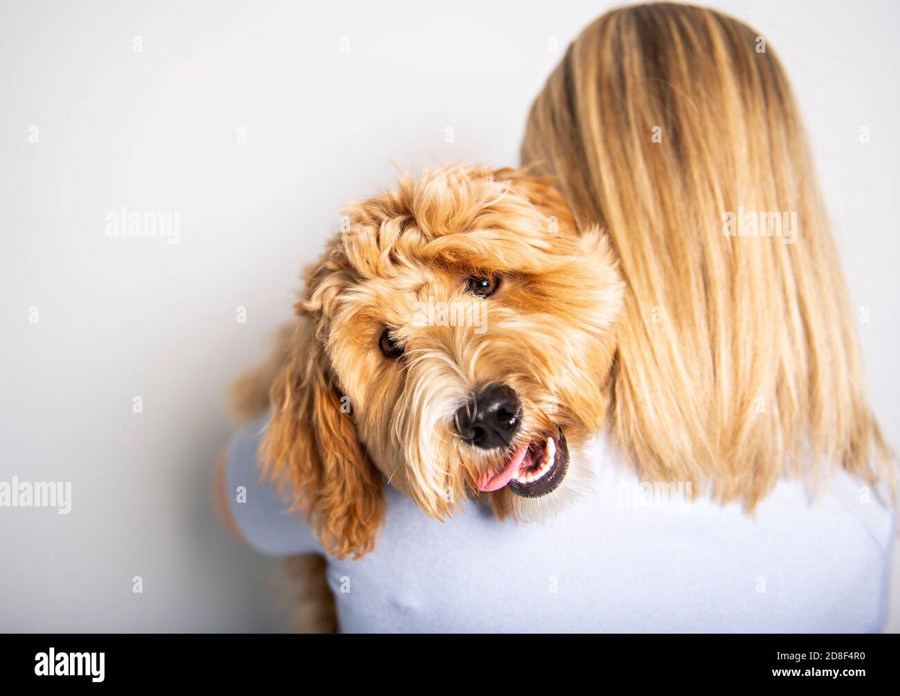woman with his Golden Labradoodle dog isolated on white background ...