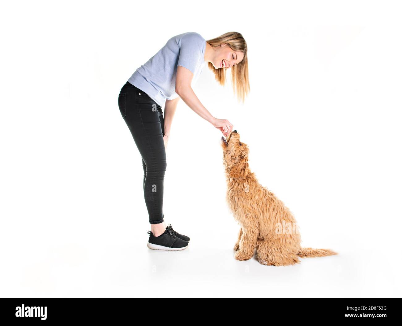trainer woman with his Golden Labradoodle dog isolated on white ...