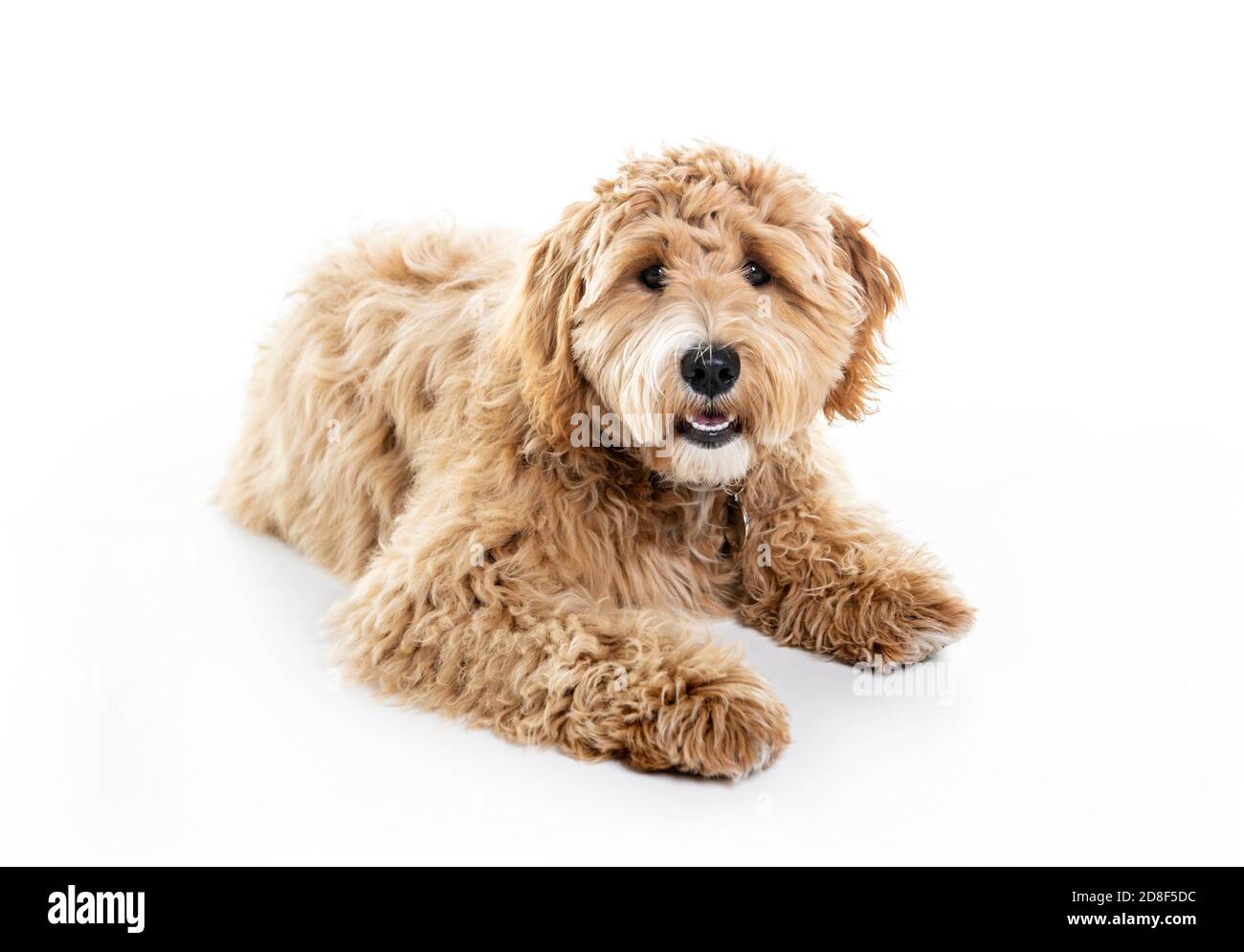 Golden Labradoodle Puppy