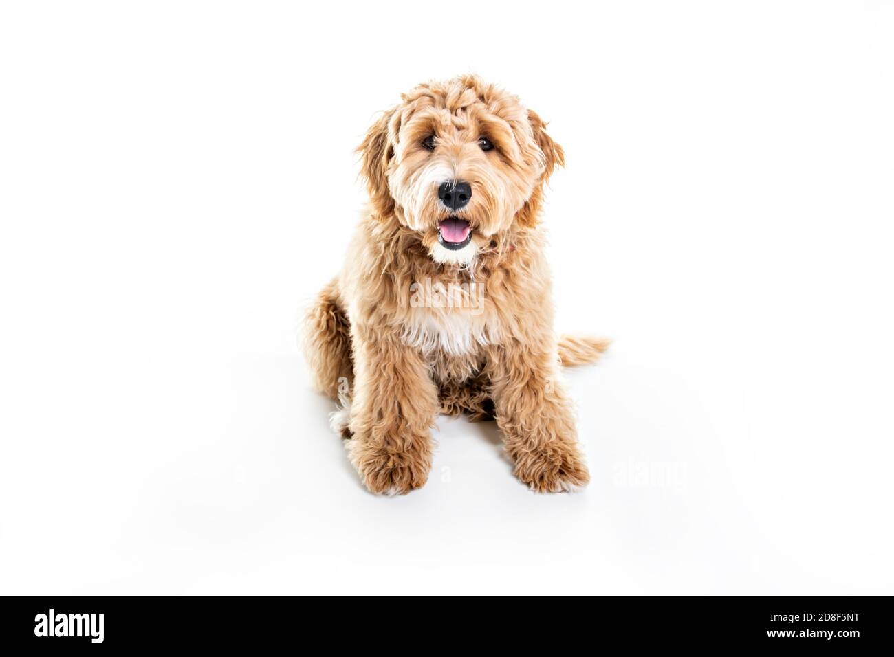 Golden Labradoodle dog isolated on white background Stock Photo - Alamy