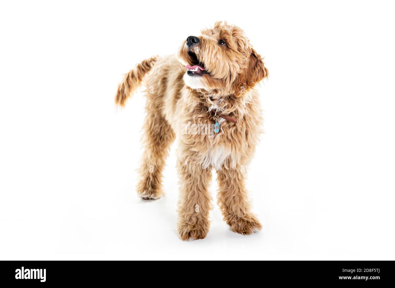 Golden Labradoodle dog isolated on white background Stock Photo - Alamy