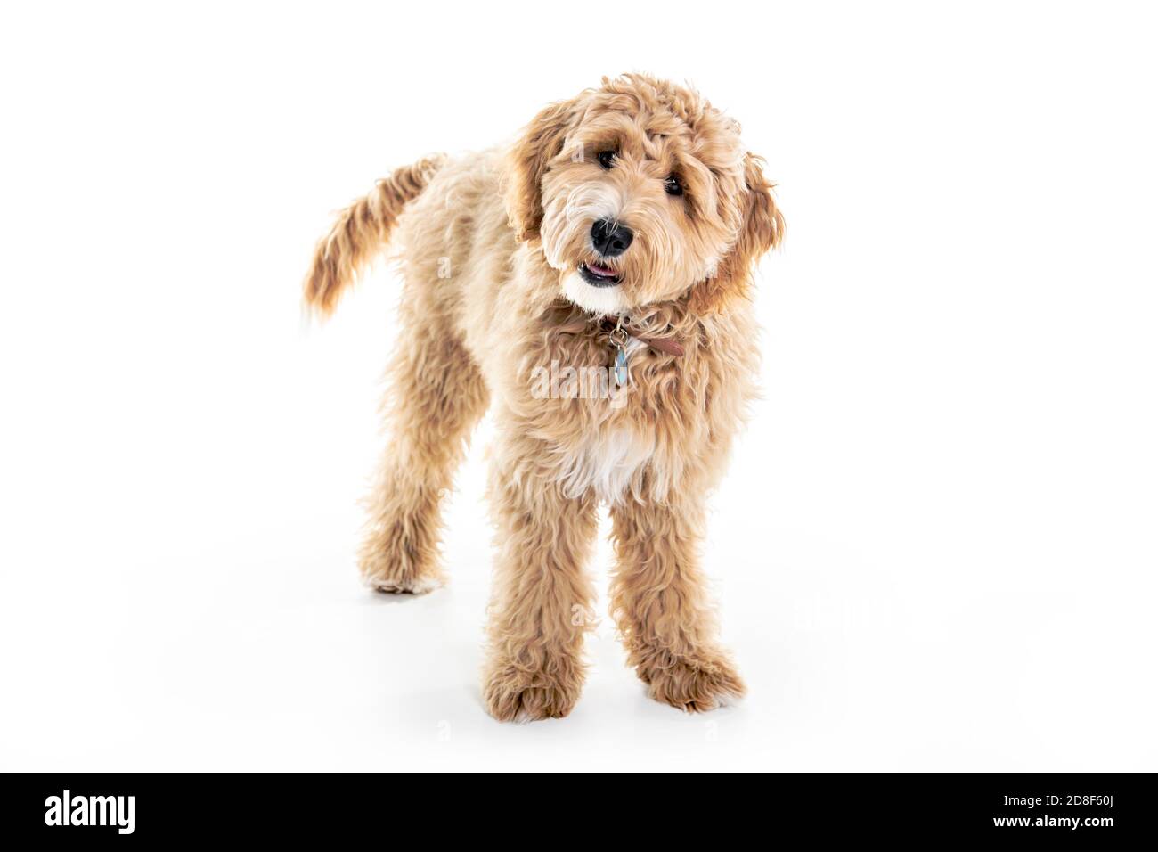 Golden Labradoodle dog isolated on white background Stock Photo - Alamy