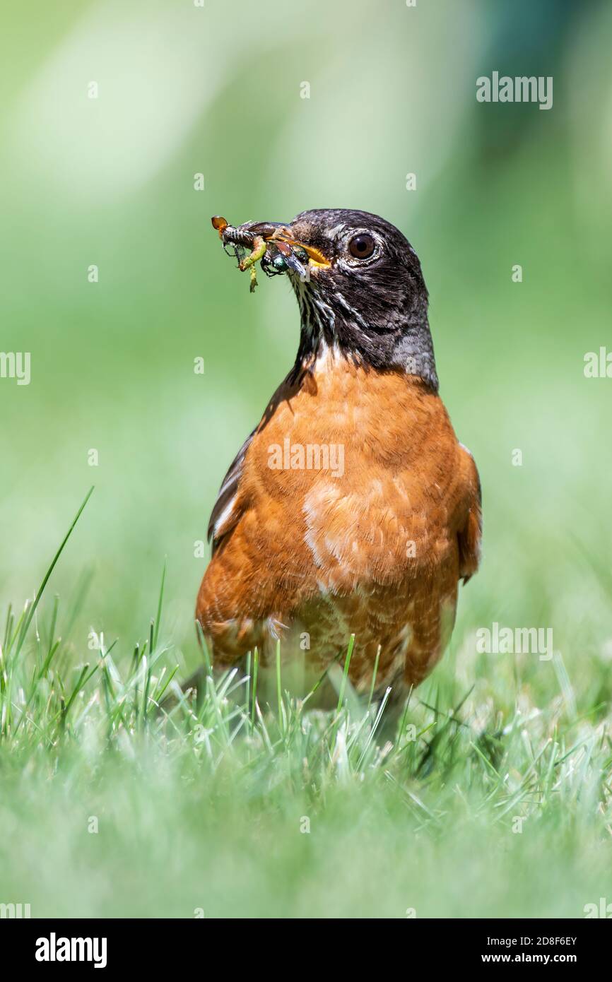 Robin with insects hi-res stock photography and images - Alamy