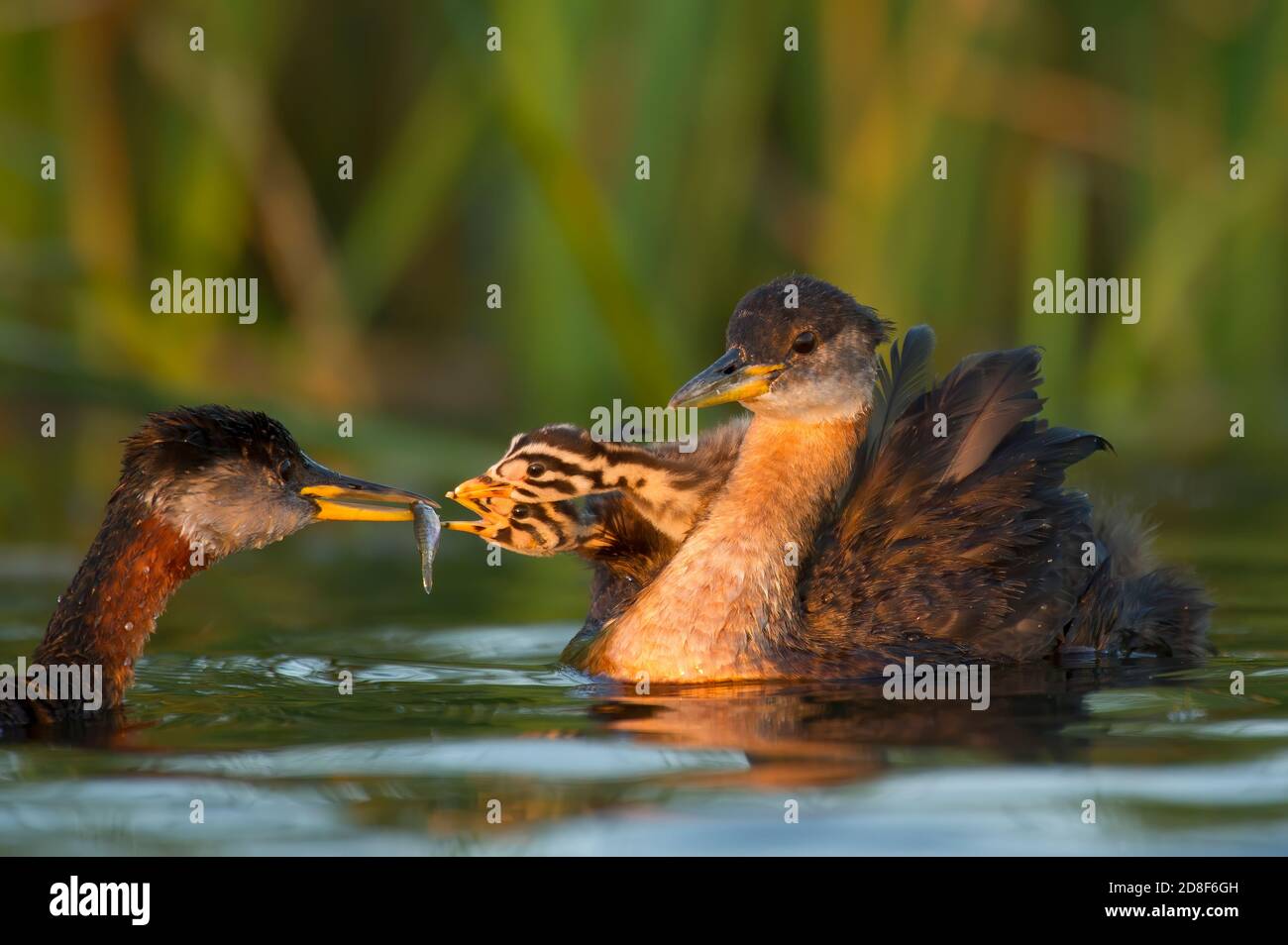 Grebe babies hi-res stock photography and images - Alamy