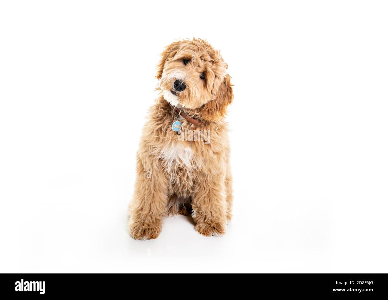 Golden Labradoodle dog isolated on white background Stock Photo - Alamy