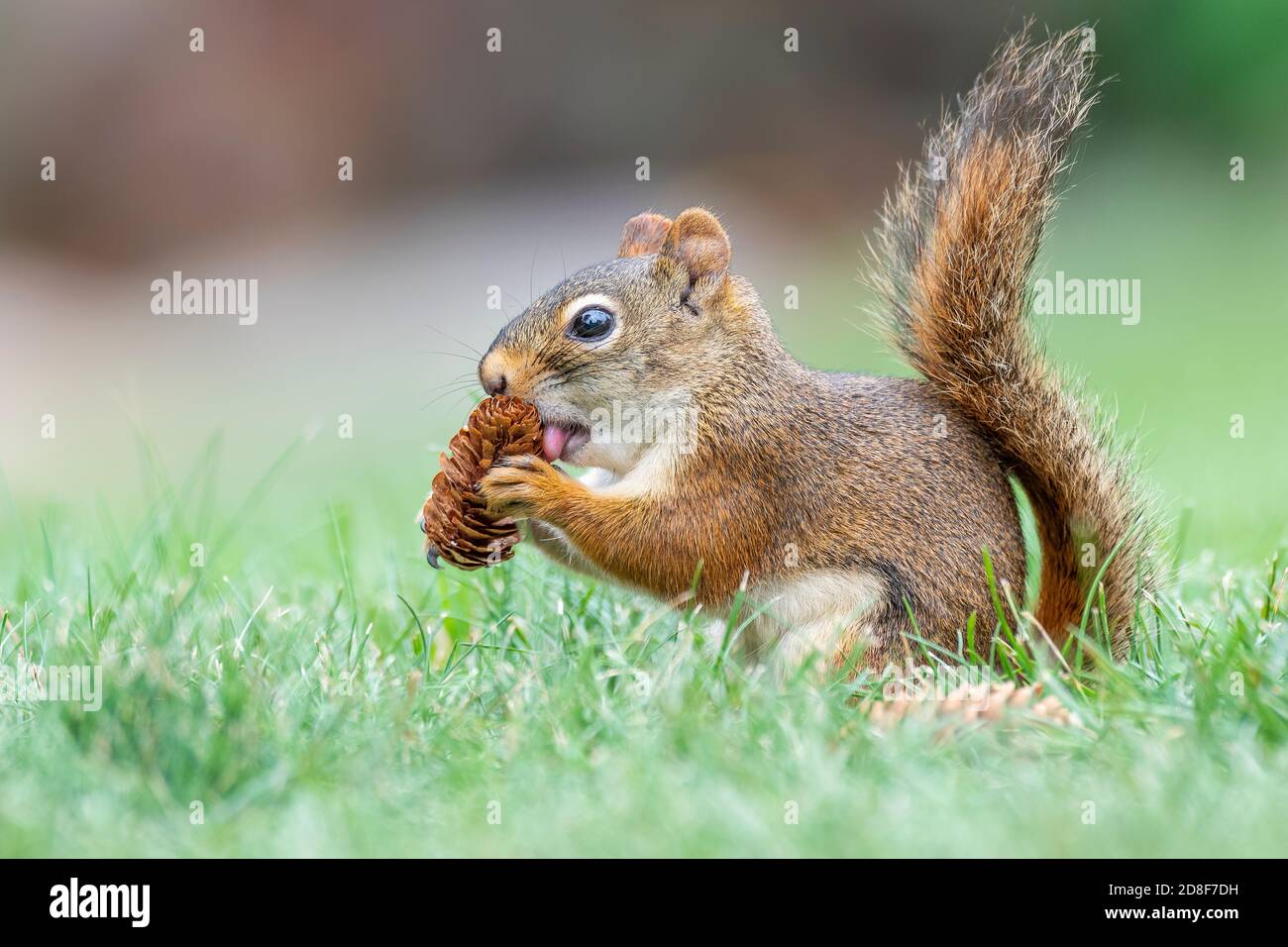 Scurius High Resolution Stock Photography and Images - Alamy