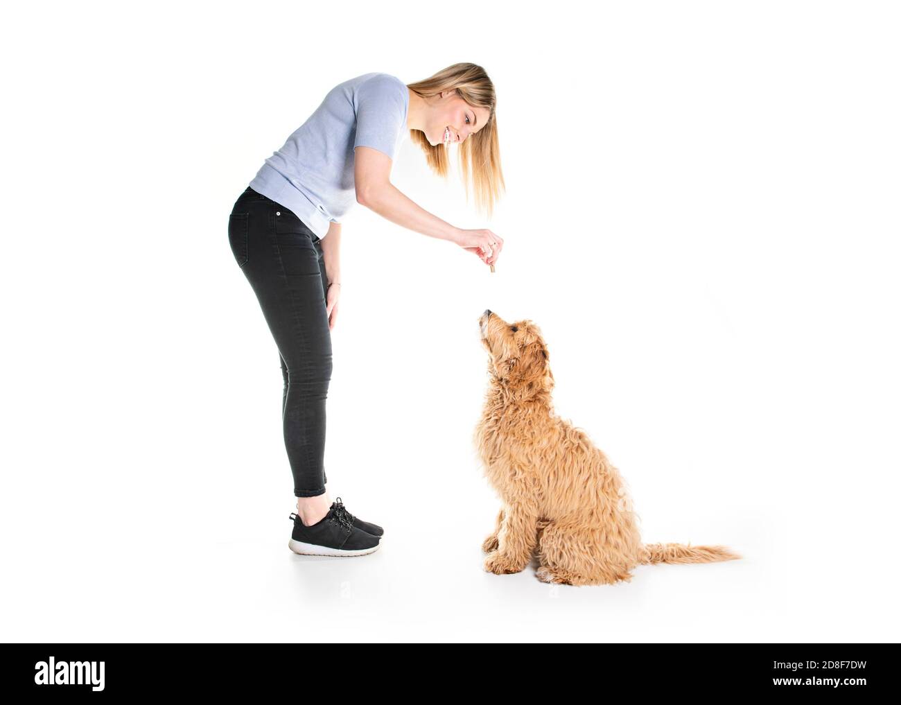 trainer woman with his Golden Labradoodle dog isolated on white ...