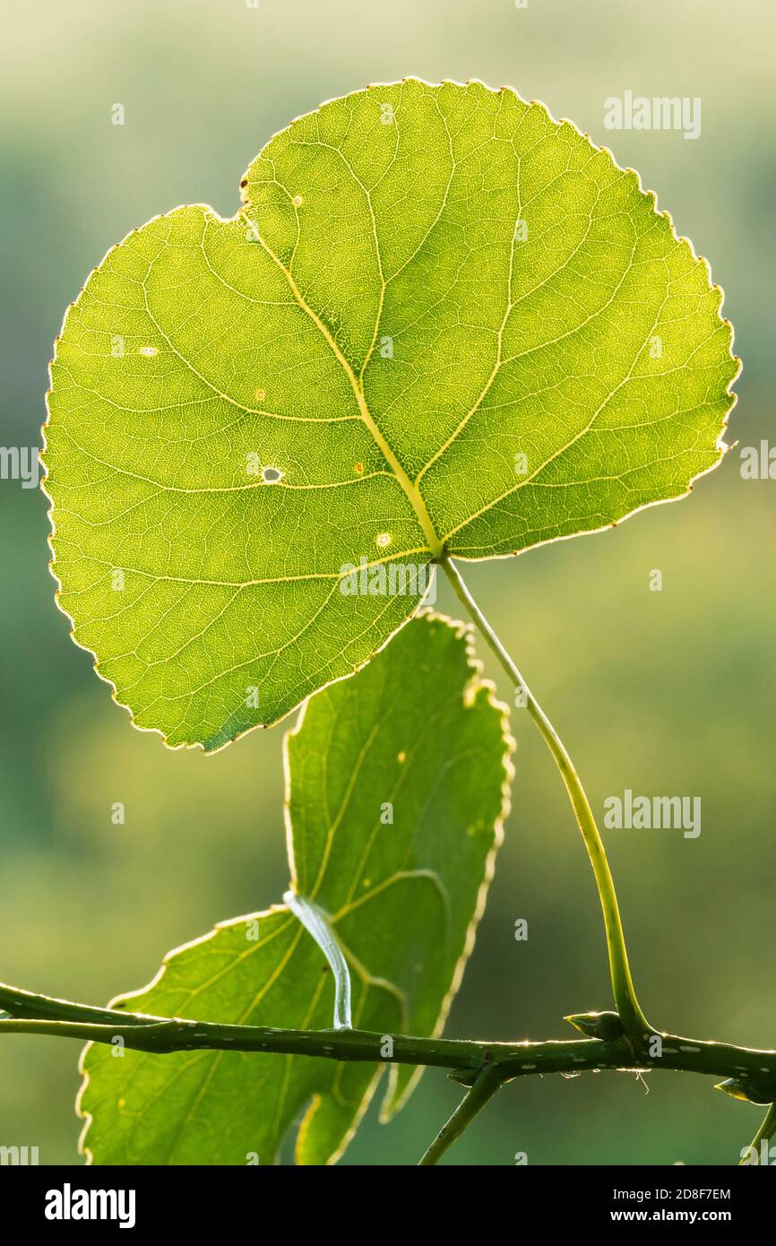Eastern Cottonwood leaf (Populus deltoides), Summer, E USA, by ...