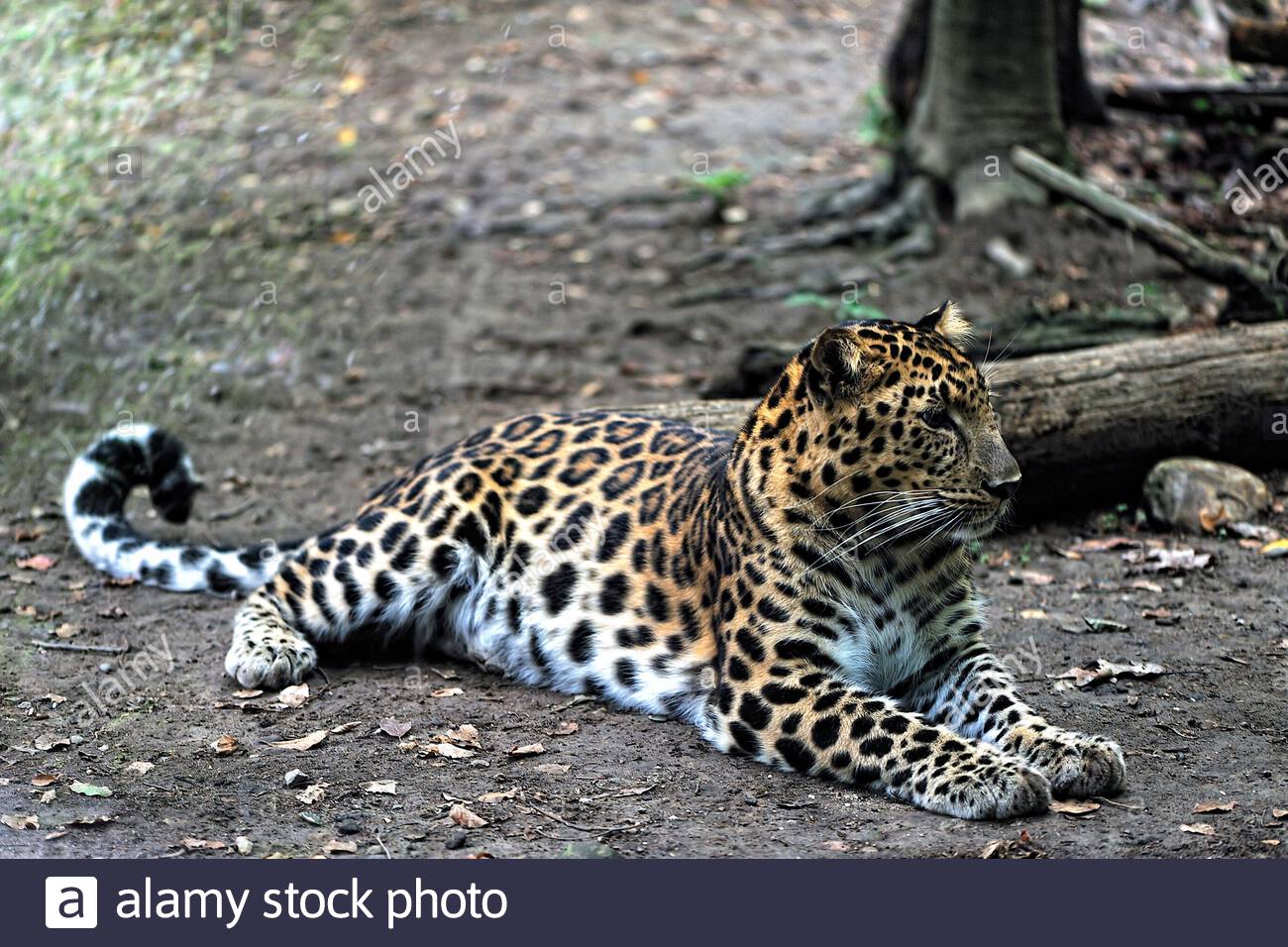 Amur Leopard Teeth High Resolution Stock Photography and Images - Alamy