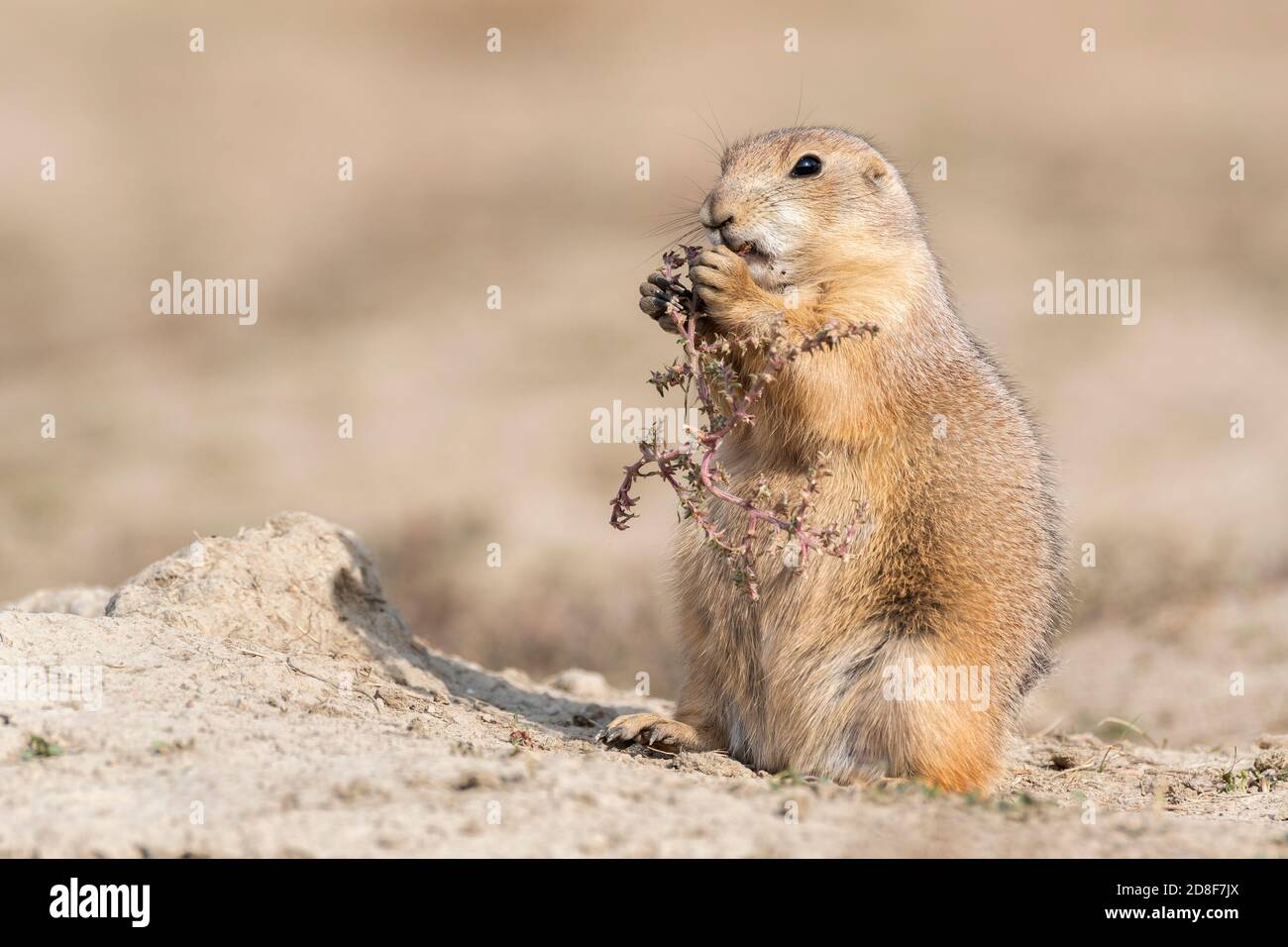Russian thistle closeup hi-res stock photography and images - Alamy