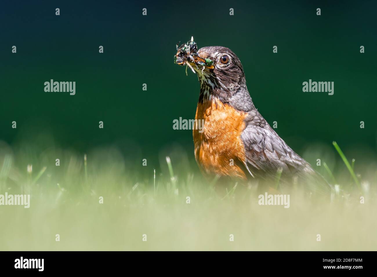 Robin with insects hi-res stock photography and images - Alamy