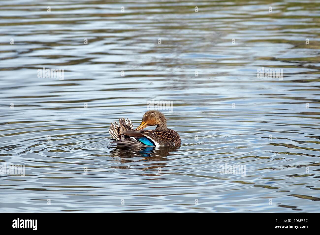 Mallard duck (Anas platyrhynchos) female preening in ripples of water ...