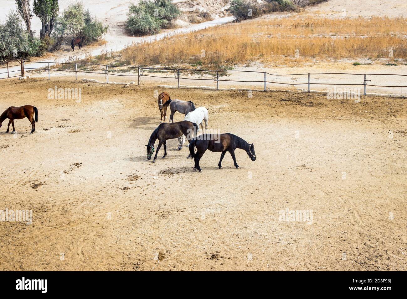 Turkish horses in ranch in Cappadocia Stock Photo - Alamy