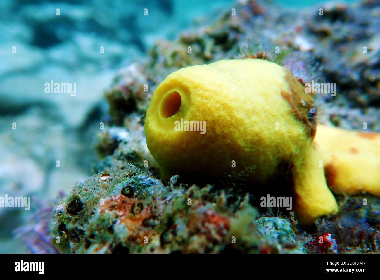 Yellow/Golden tube Mediterranean sponge Aplysina aerophoba Stock Photo ...