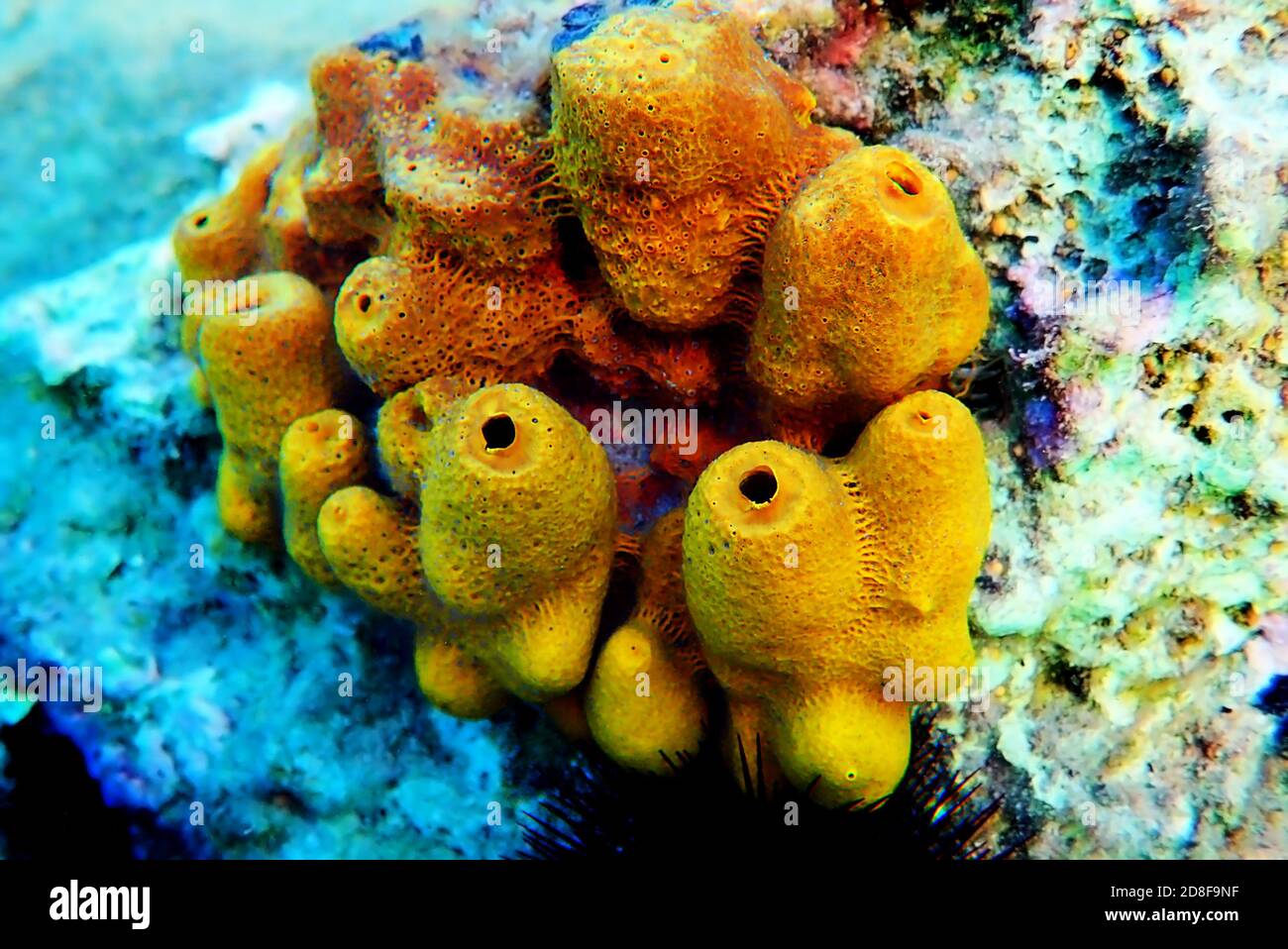 Yellow Sea Sponge