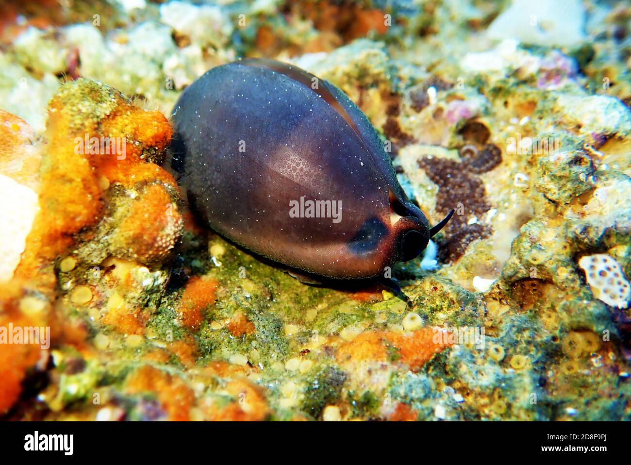 Mediterranean Sea Snail shell mollusk - Luria lurida Stock Photo - Alamy