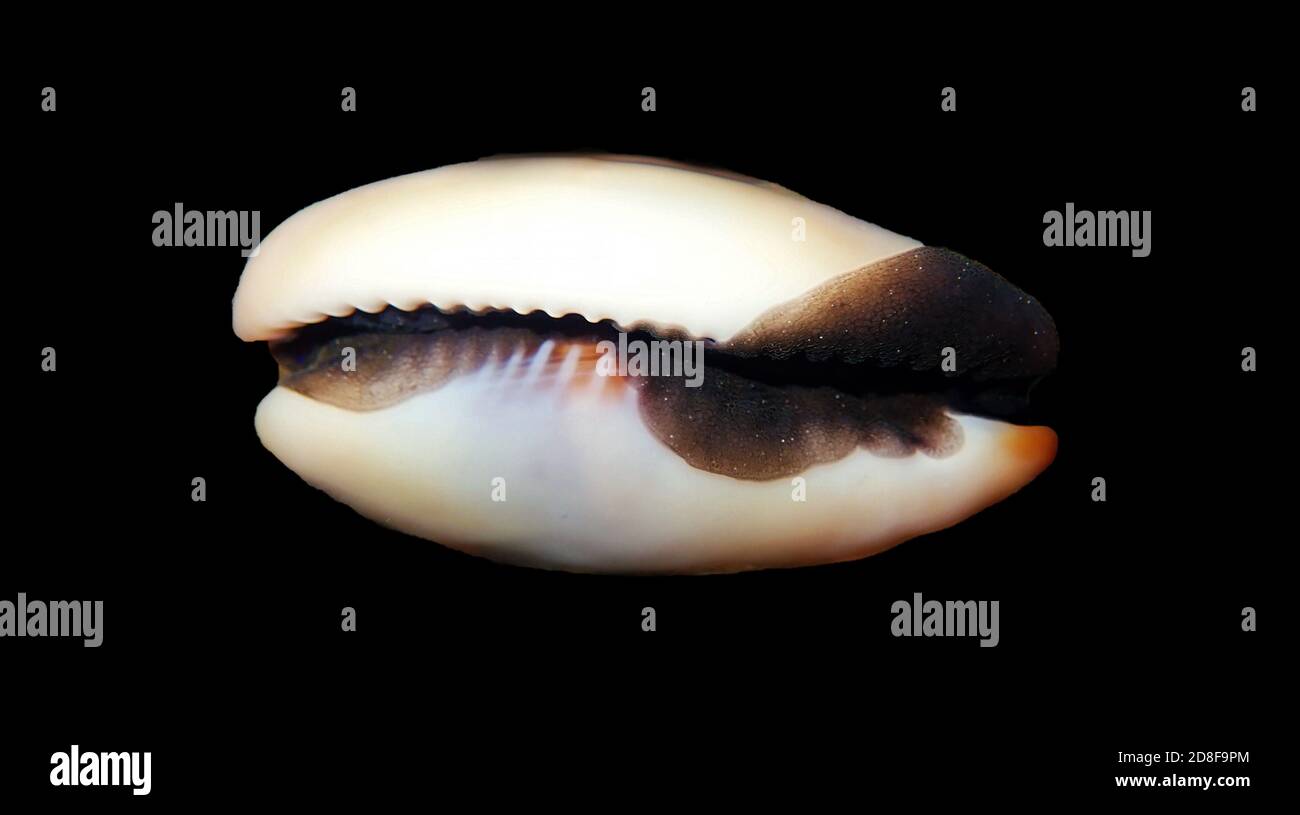 Mediterranean Sea Snail shell mollusk - Luria lurida Stock Photo - Alamy