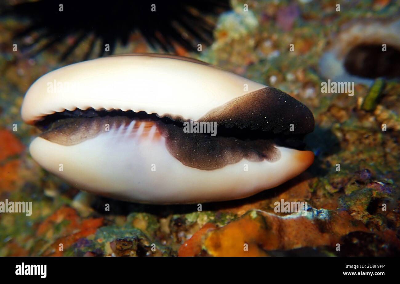 Mediterranean Sea Snail shell mollusk - Luria lurida Stock Photo - Alamy