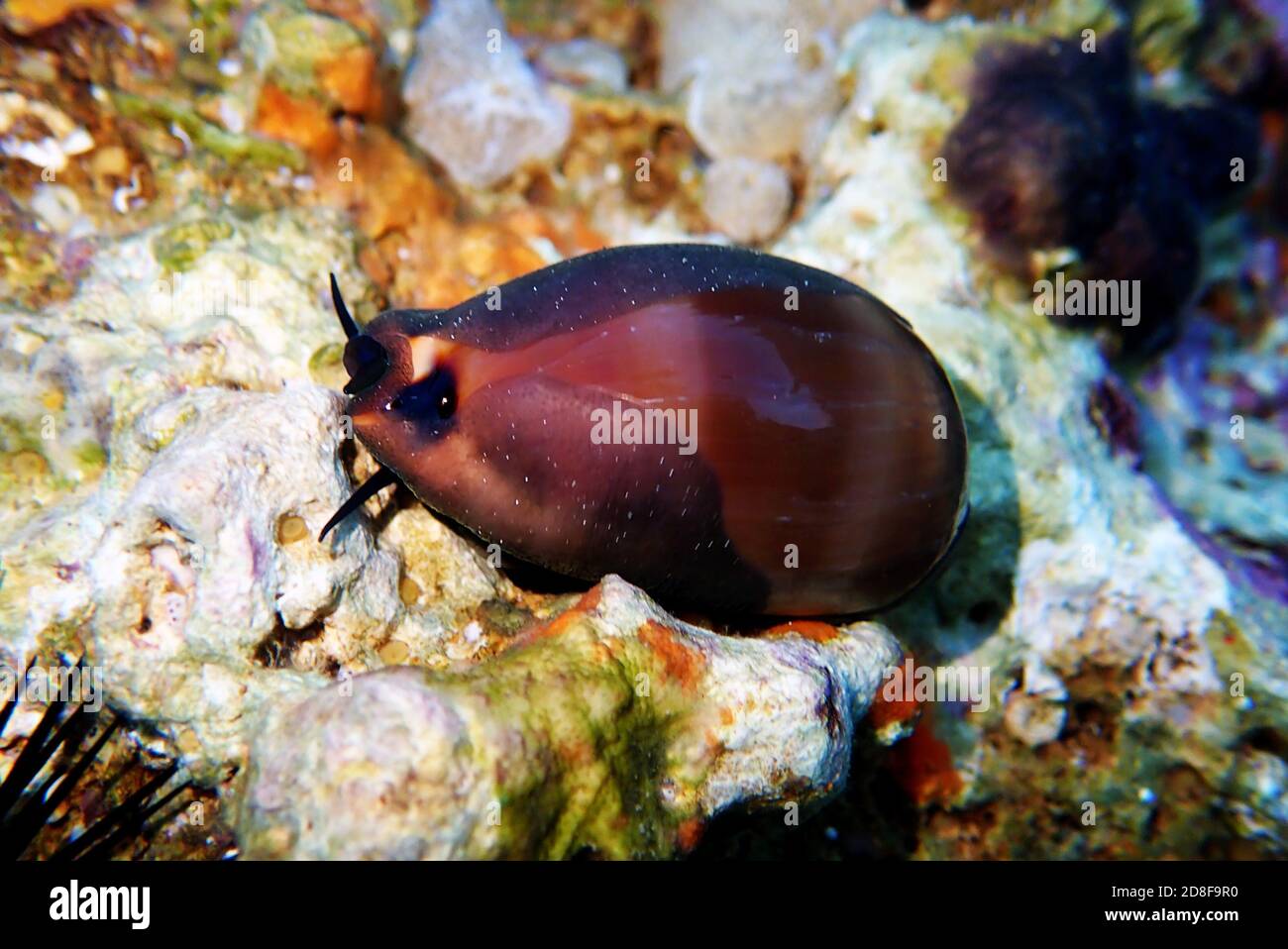 Mediterranean Sea Snail shell mollusk - Luria lurida Stock Photo - Alamy