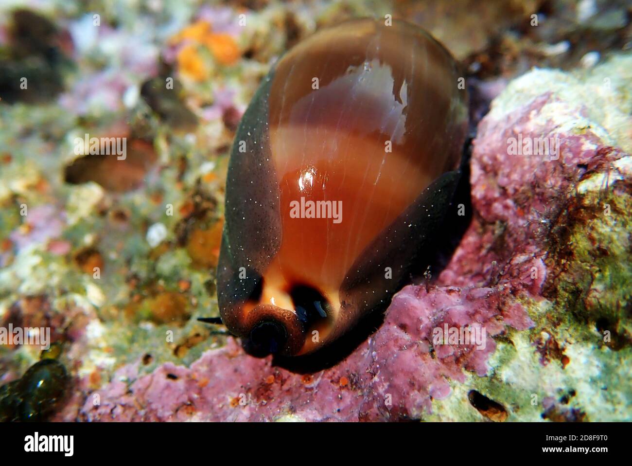 Mediterranean Sea Snail shell mollusk - Luria lurida Stock Photo - Alamy
