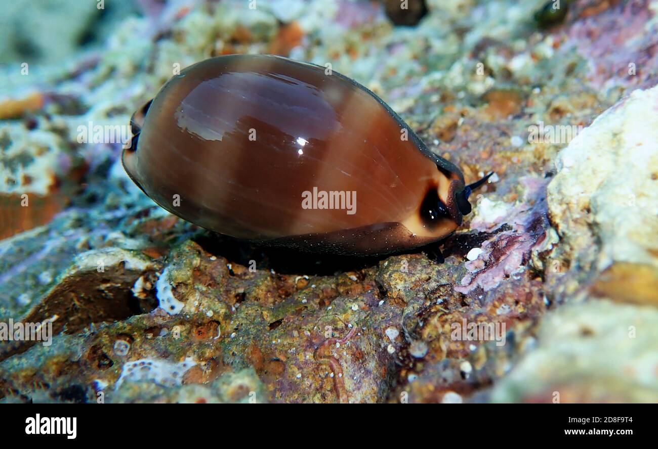 Giant Sea Worm Terrorizes Aquarium