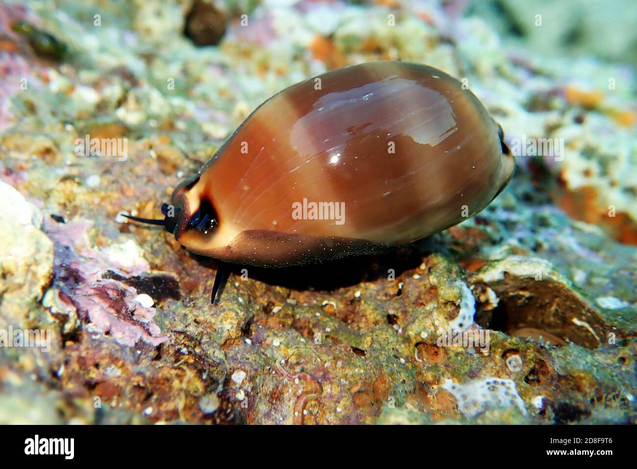 Mediterranean snails hi-res stock photography and images - Alamy