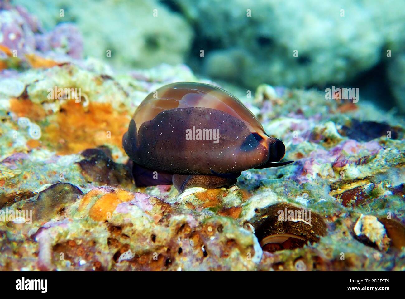 Mediterranean Sea Snail shell mollusk - Luria lurida Stock Photo - Alamy