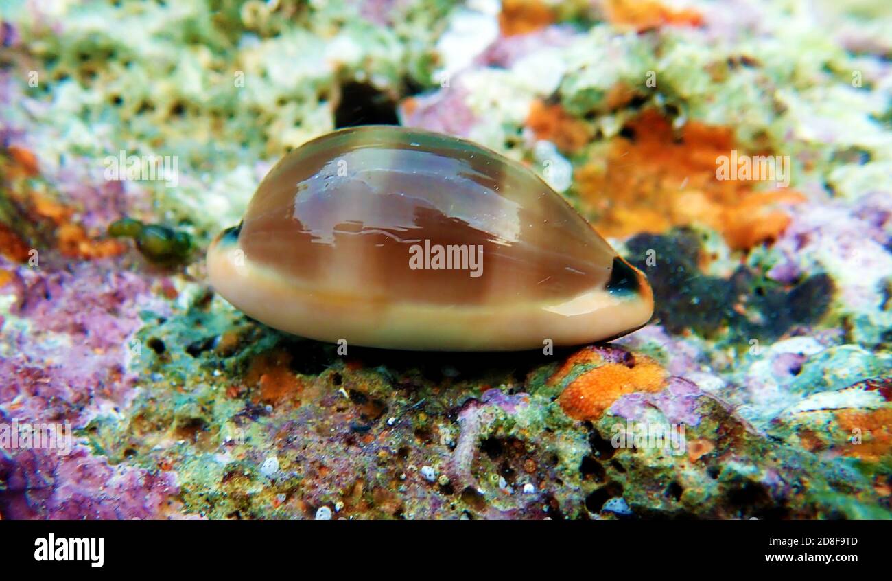 Mediterranean Sea Snail shell mollusk - Luria lurida Stock Photo - Alamy