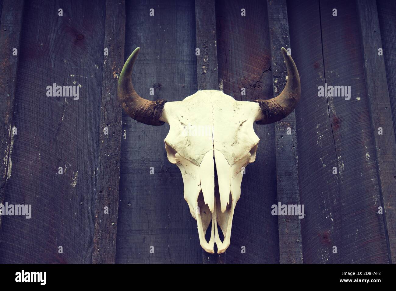 Bison skull hi-res stock photography and images - Alamy