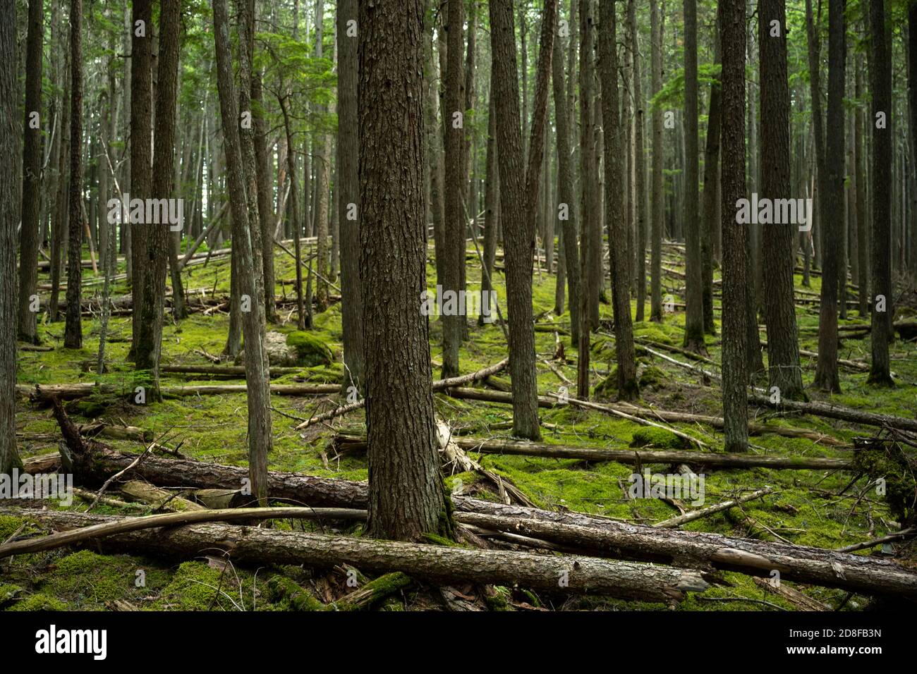 Messy forest hi-res stock photography and images - Alamy