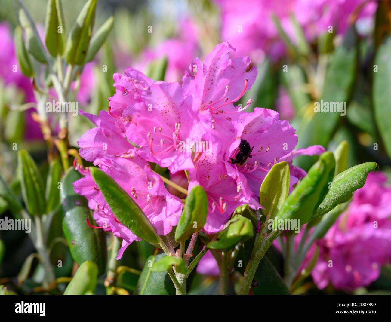 Light Purple Catawba Rhododendron Blooms in early summer Stock Photo ...