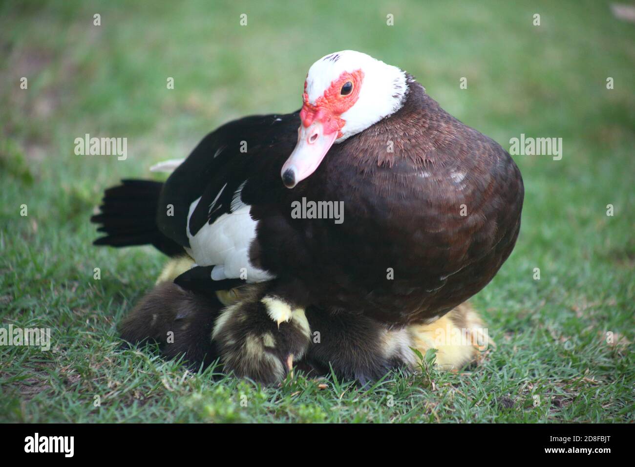 Texas duckling hi-res stock photography and images - Alamy