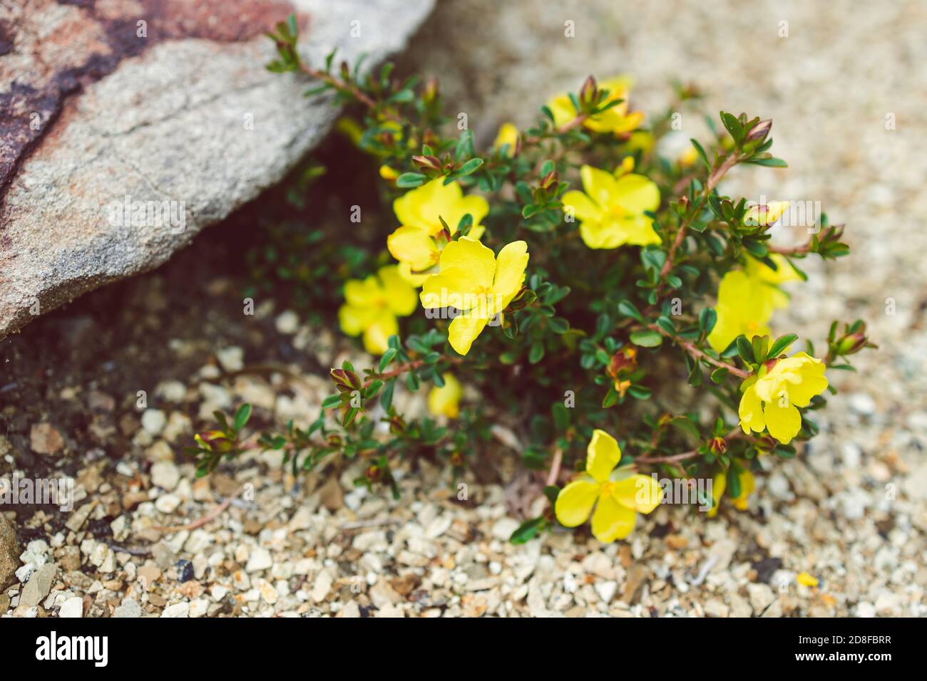 Hibbertia hibbertia hi-res stock photography and images - Alamy