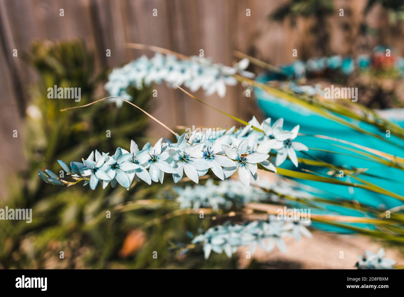 African corn lilies hi-res stock photography and images - Alamy