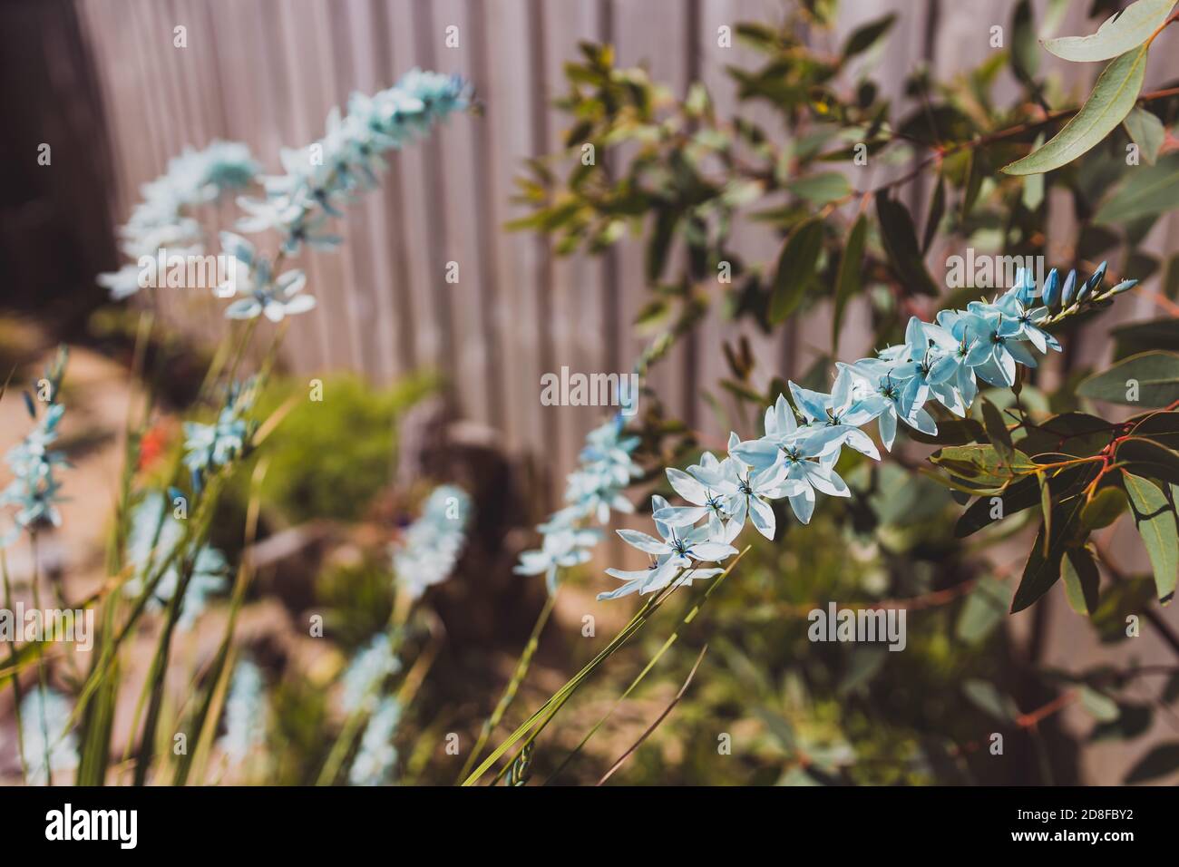 Corn lilies hi-res stock photography and images - Alamy