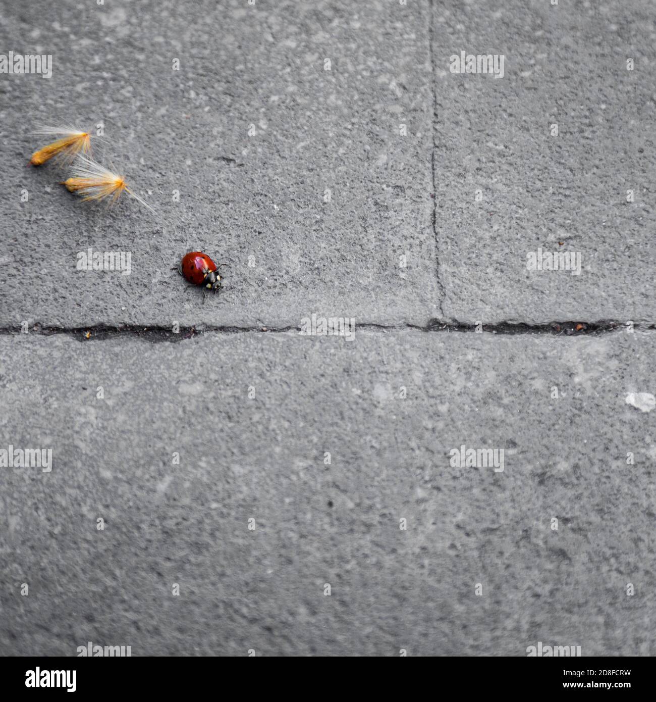 Top view of a ladybug on the floor Stock Photo - Alamy