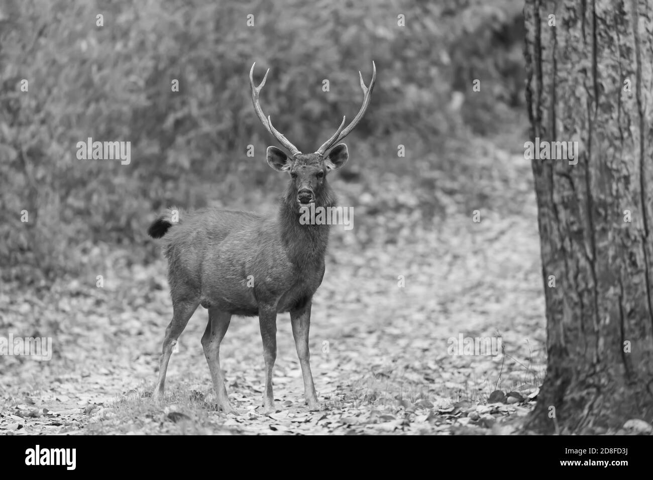 Sambar deer stag Black and White Stock Photos & Images - Alamy