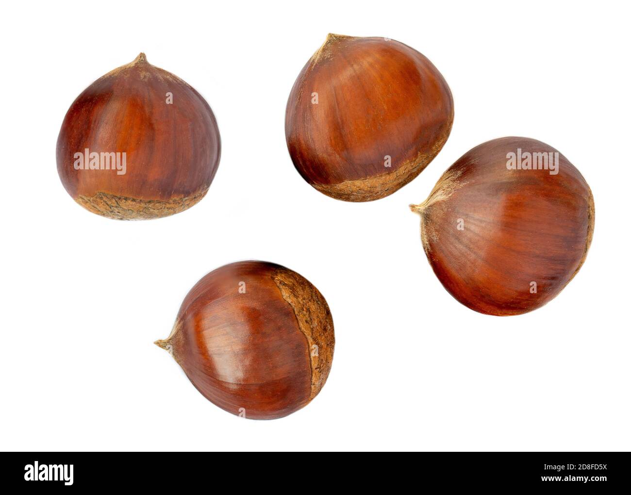 Christmas Chestnuts close up. Creative layout of Chestnut isolated on ...