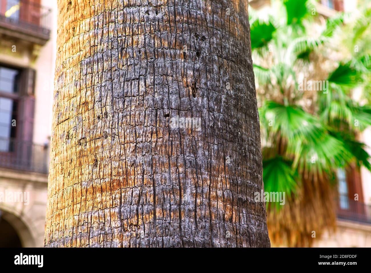 Palm tree trunk bark details . Exotic tree in the tropical city Stock ...