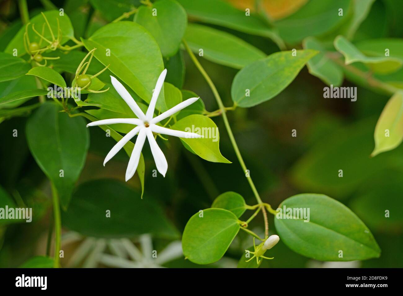Multiflorum close up hi-res stock photography and images - Alamy