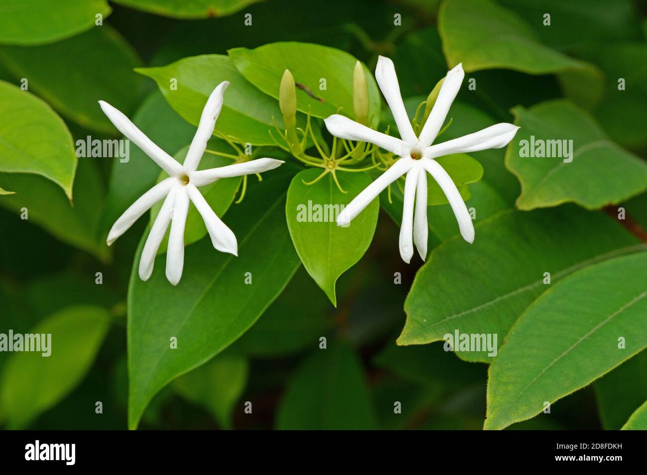 Multiflorum hi-res stock photography and images - Alamy