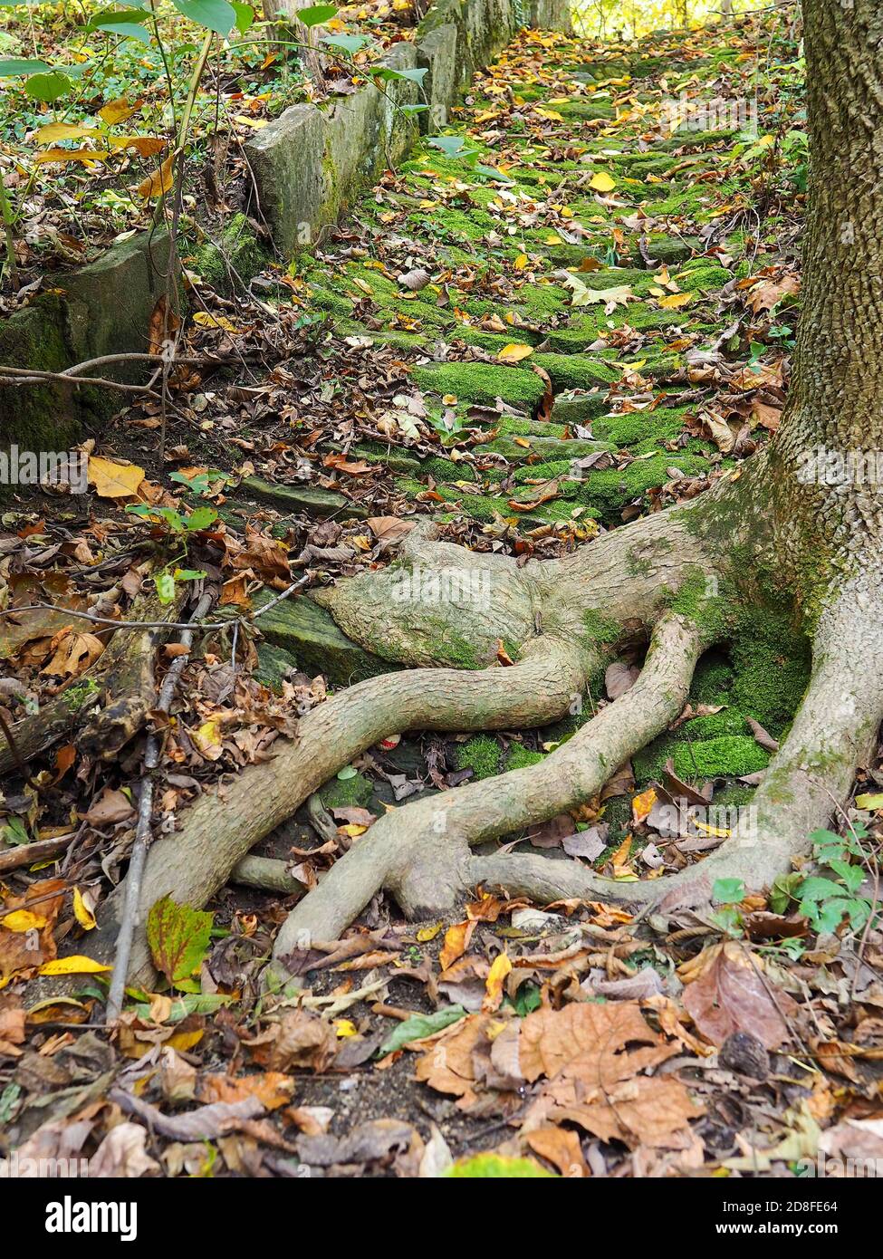 Whitel tree hi-res stock photography and images - Alamy